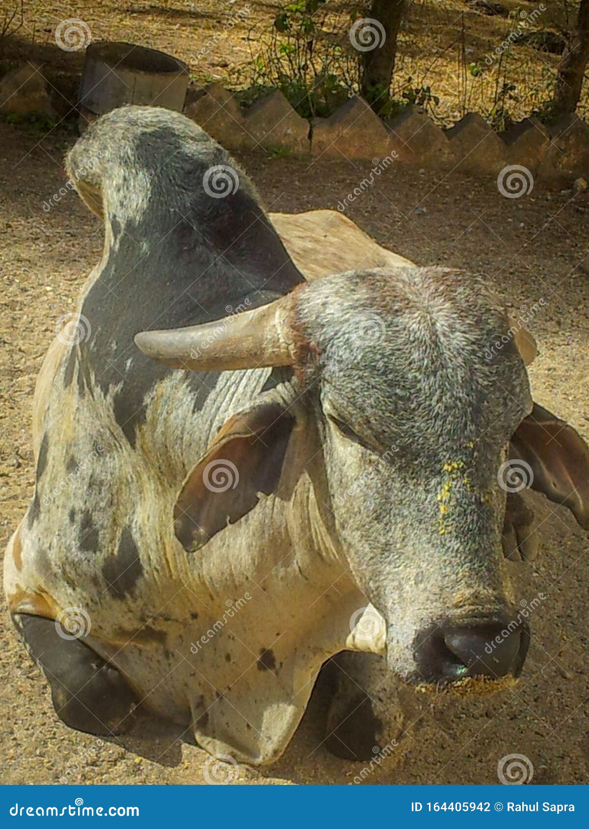Una Vaca Grande Descansando Al Sol, Descansando En La Vaca, Sentada En ...