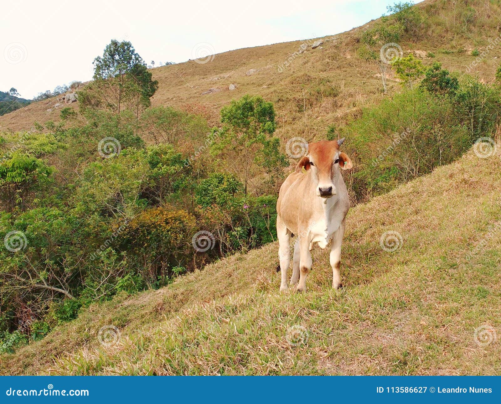 Una Vaca Hermosa En Una Granja Con Una Cuesta Imagen de archivo ...