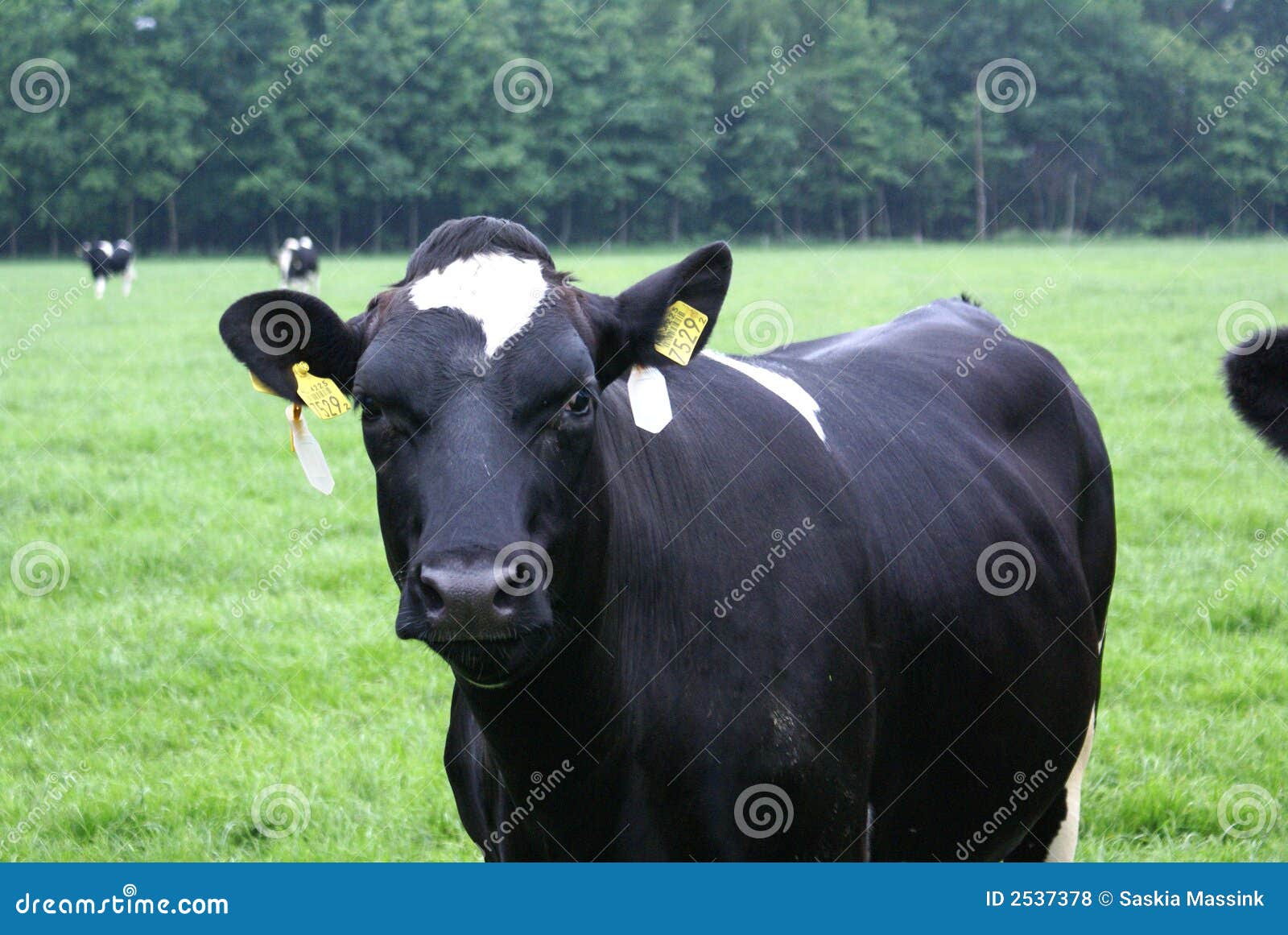 Una vaca negra. foto de archivo. Imagen de vacas, pista - 2537378