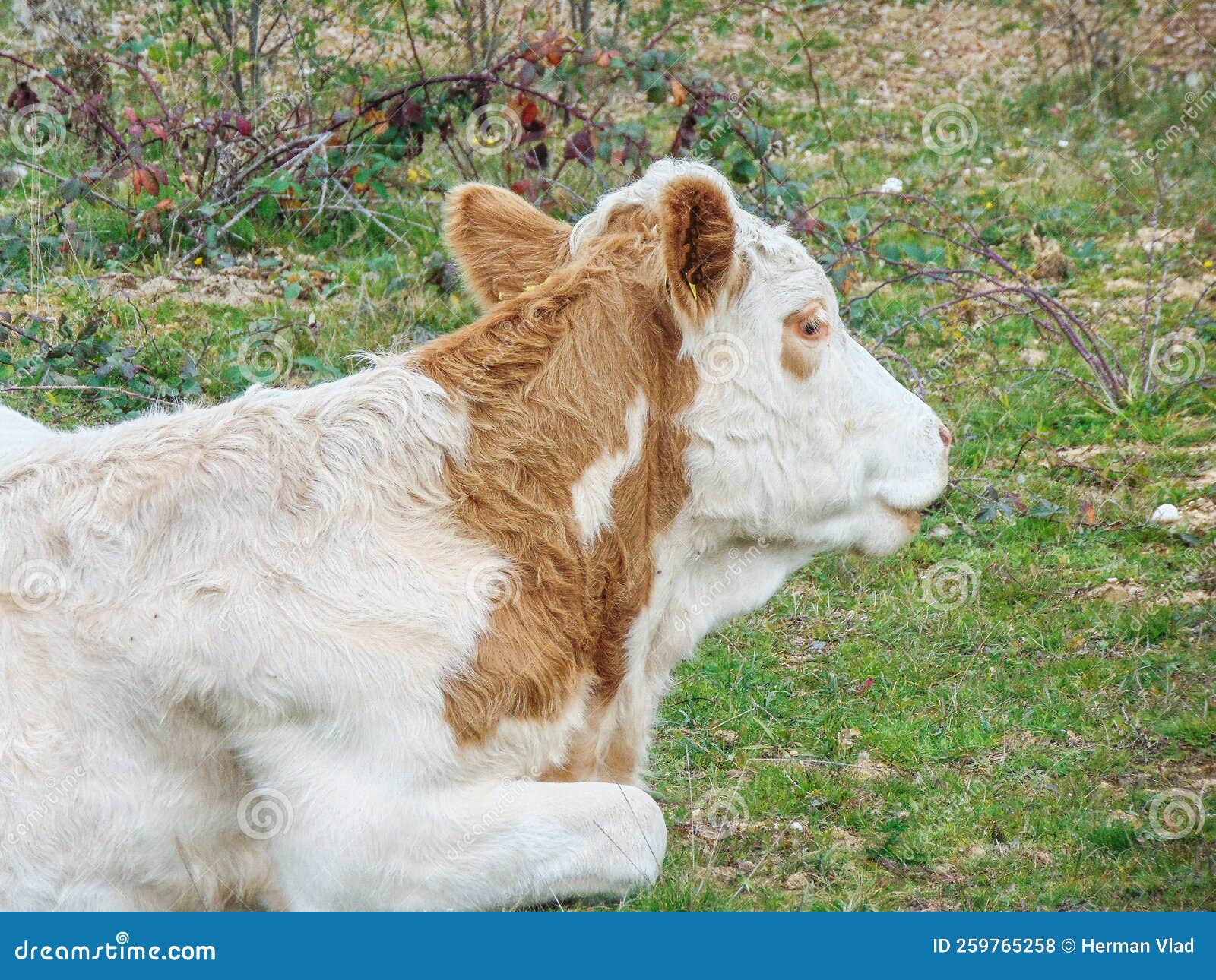 Una Vaca Sentada En El Suelo. En Rumania Foto de archivo - Imagen de ...