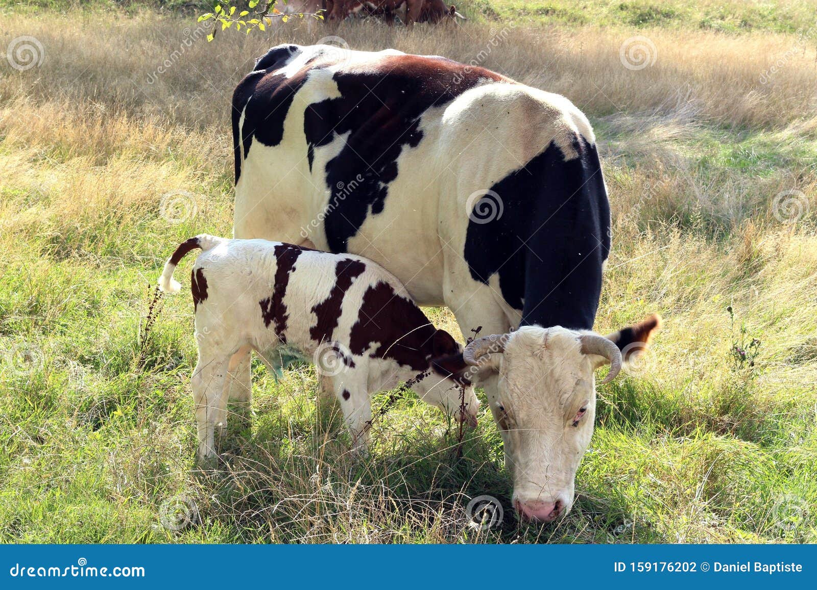 Una vaca y su ternera foto de archivo. Imagen de verano - 159176202
