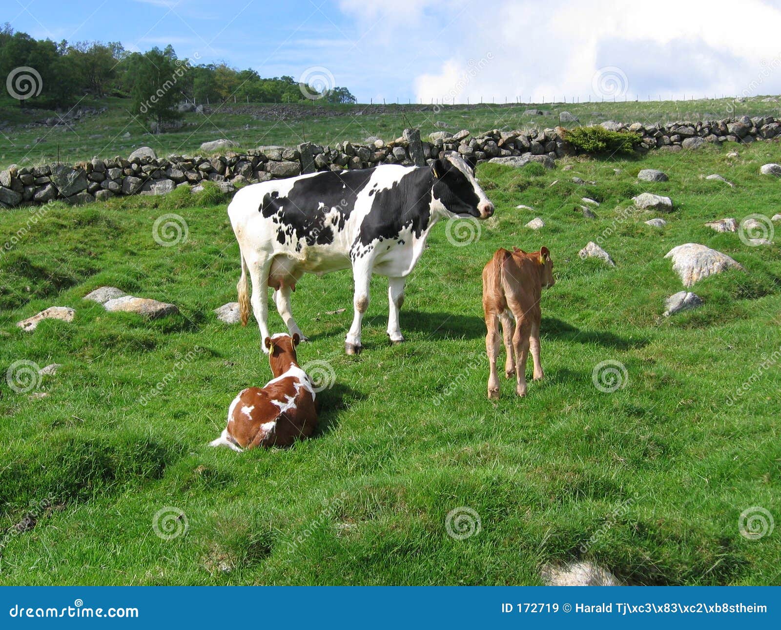 Una Vaca Y Sus Becerros En Un Campo Imagen de archivo - Imagen de ...