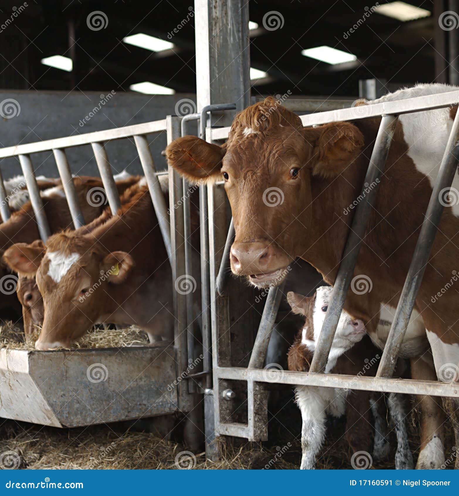 Una Vaca Y Un Becerro De Jersey En Establo Imagen de archivo - Imagen ...