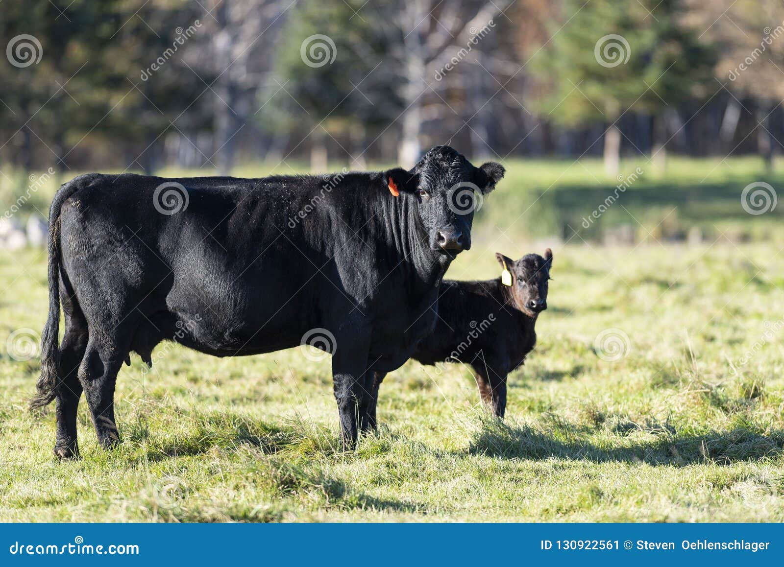 Una Vaca Y Un Becerro Negros De Angus Imagen de archivo - Imagen de ...