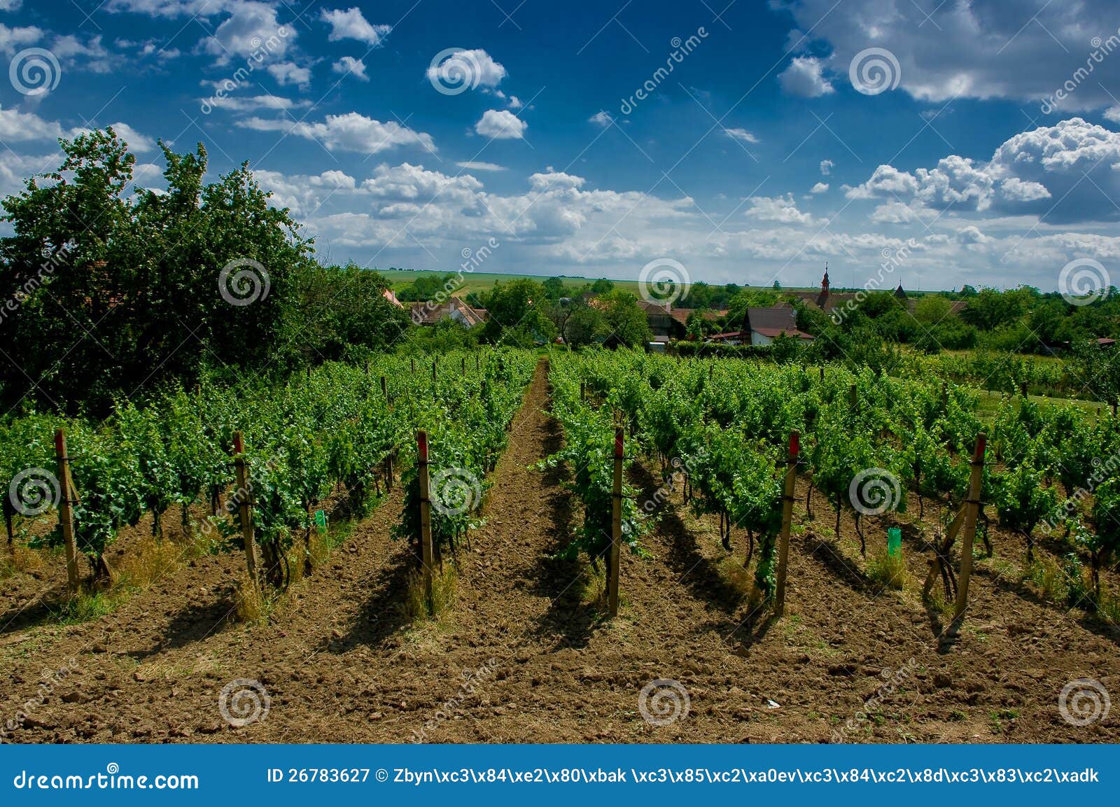 Una vigna. immagine stock. Immagine di estate, campagna - 26783627