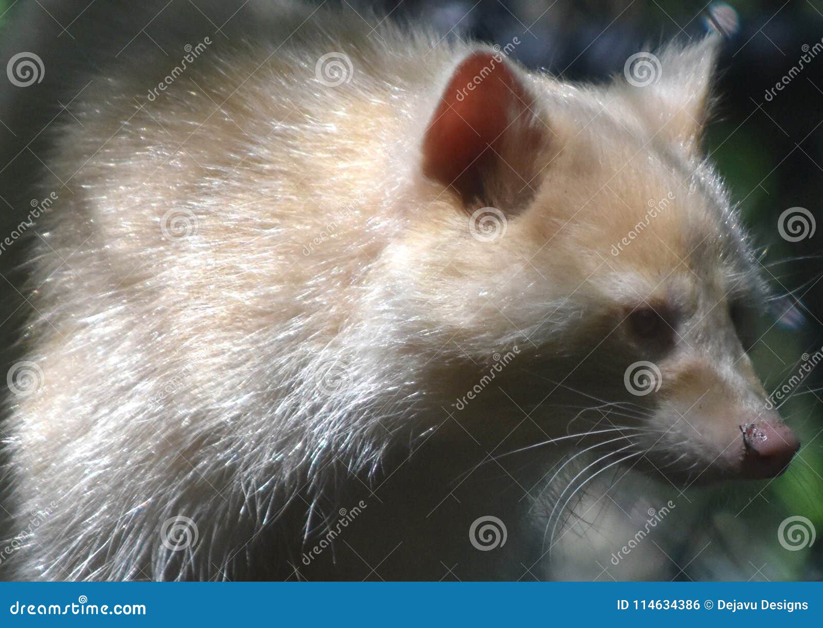 Una Vista Lateral Linda De Un Mapache Blanco Foto de archivo - Imagen ...