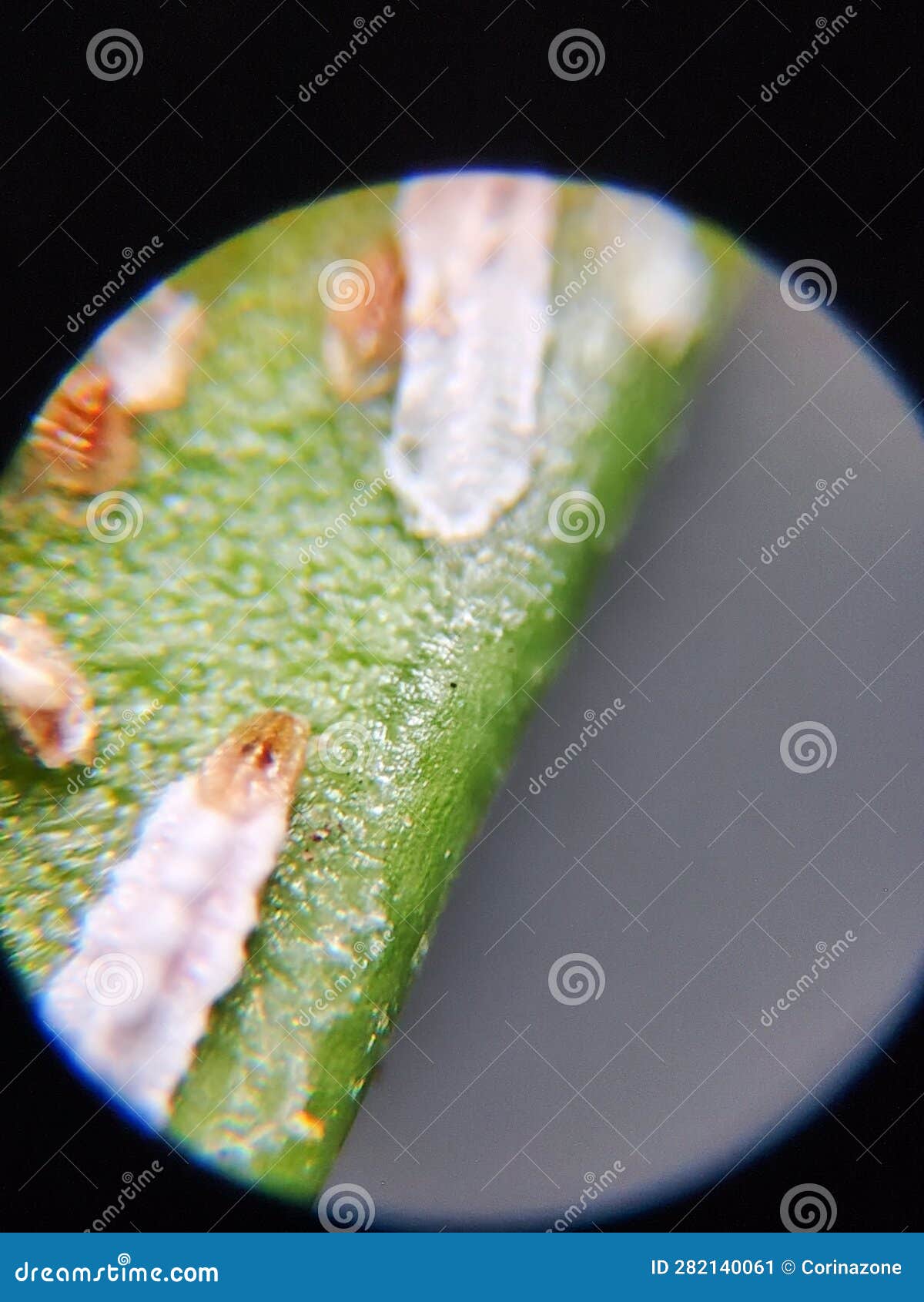 Unaspis Euonymi or the Euonymus Scale Stock Image - Image of insect ...
