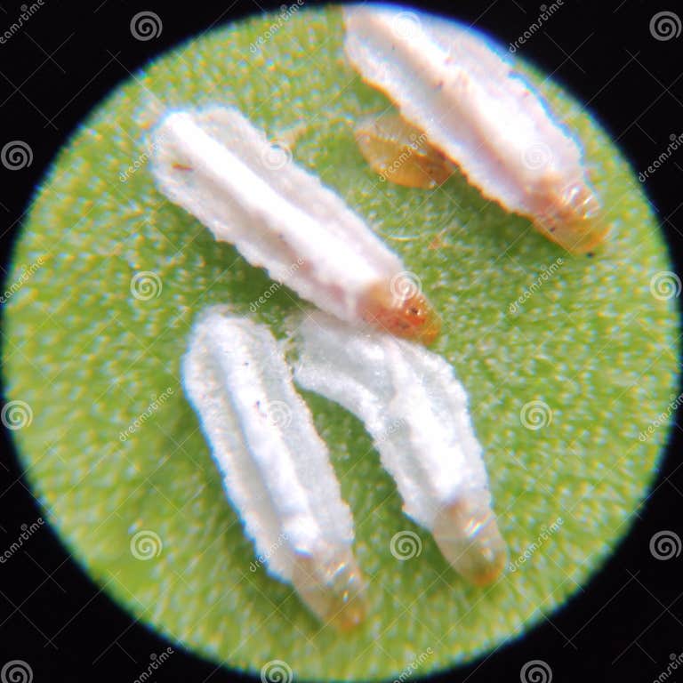 Unaspis Euonymi or the Euonymus Scale Stock Photo - Image of euonymi ...