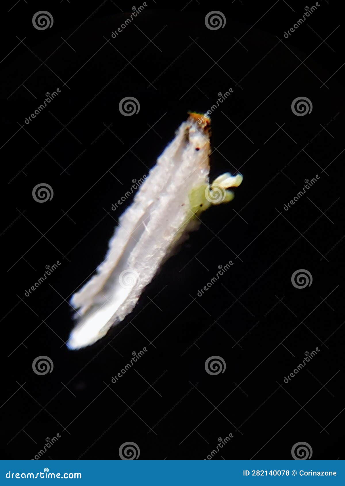 Unaspis Euonymi or the Euonymus Scale Stock Photo - Image of unaspis ...