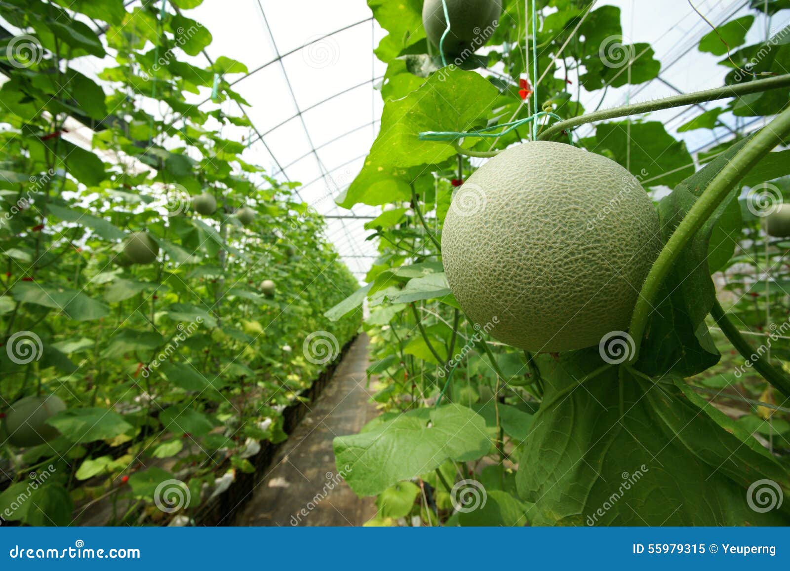 Unausgereifte Netzmelone stockbild. Bild von unausgereift - 55979315