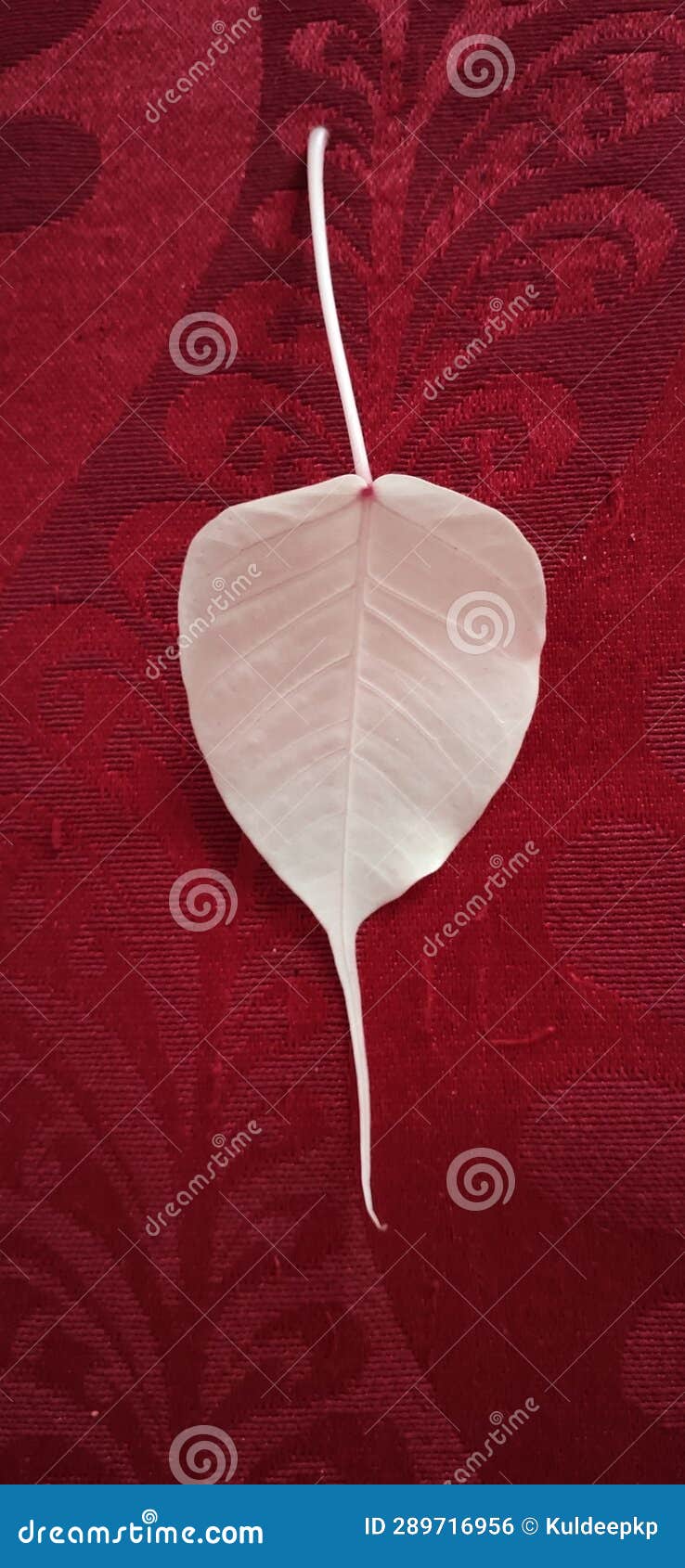 Unbelievable Leaf of Pipal Tree Stock Photo - Image of tree, leaf ...