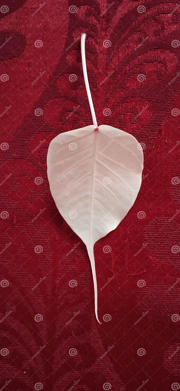 Unbelievable Leaf of Pipal Tree Stock Photo - Image of tree, leaf ...