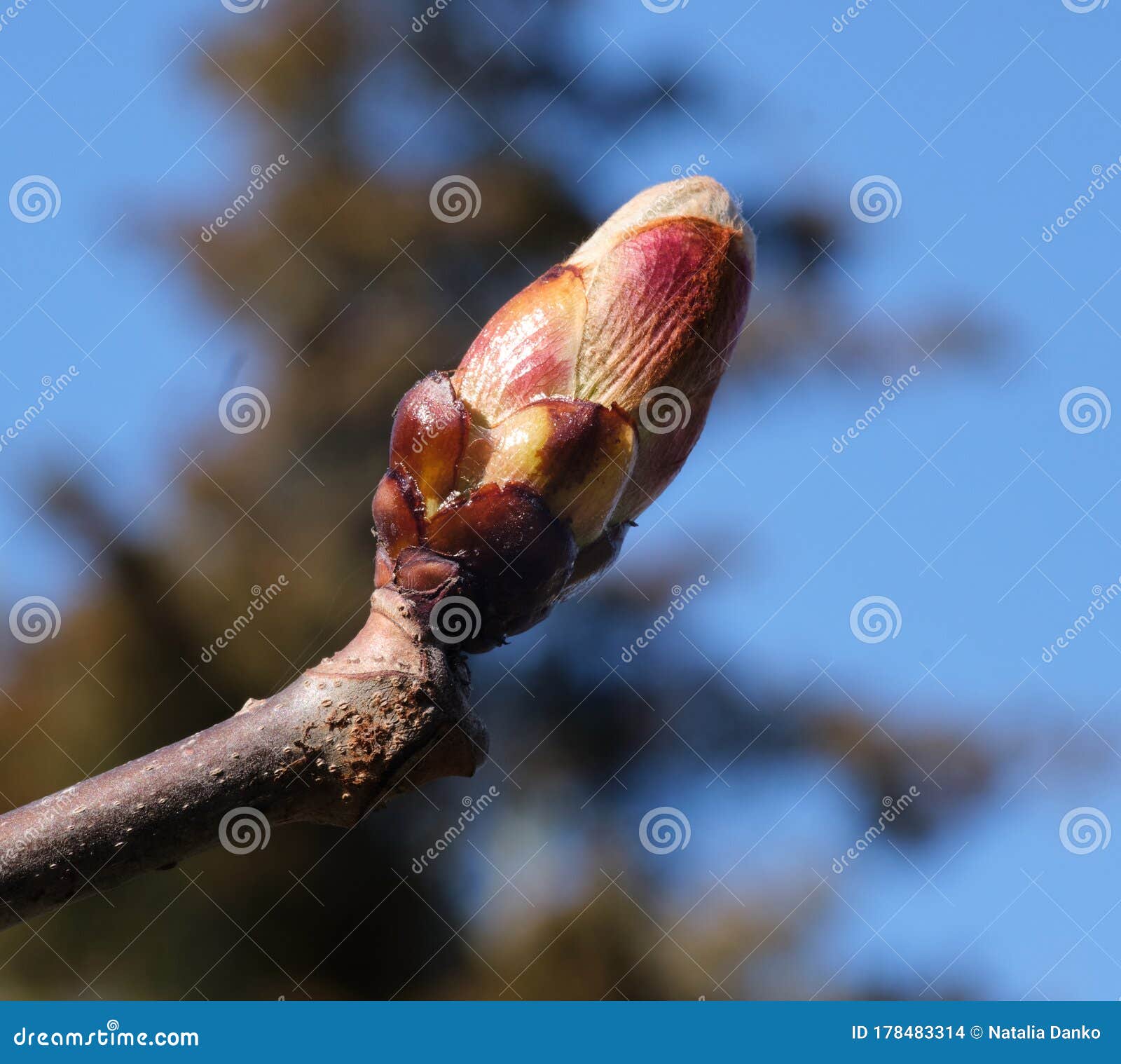 Unblown Maple Bud with Green Leaves Stock Photo - Image of fresh, color ...