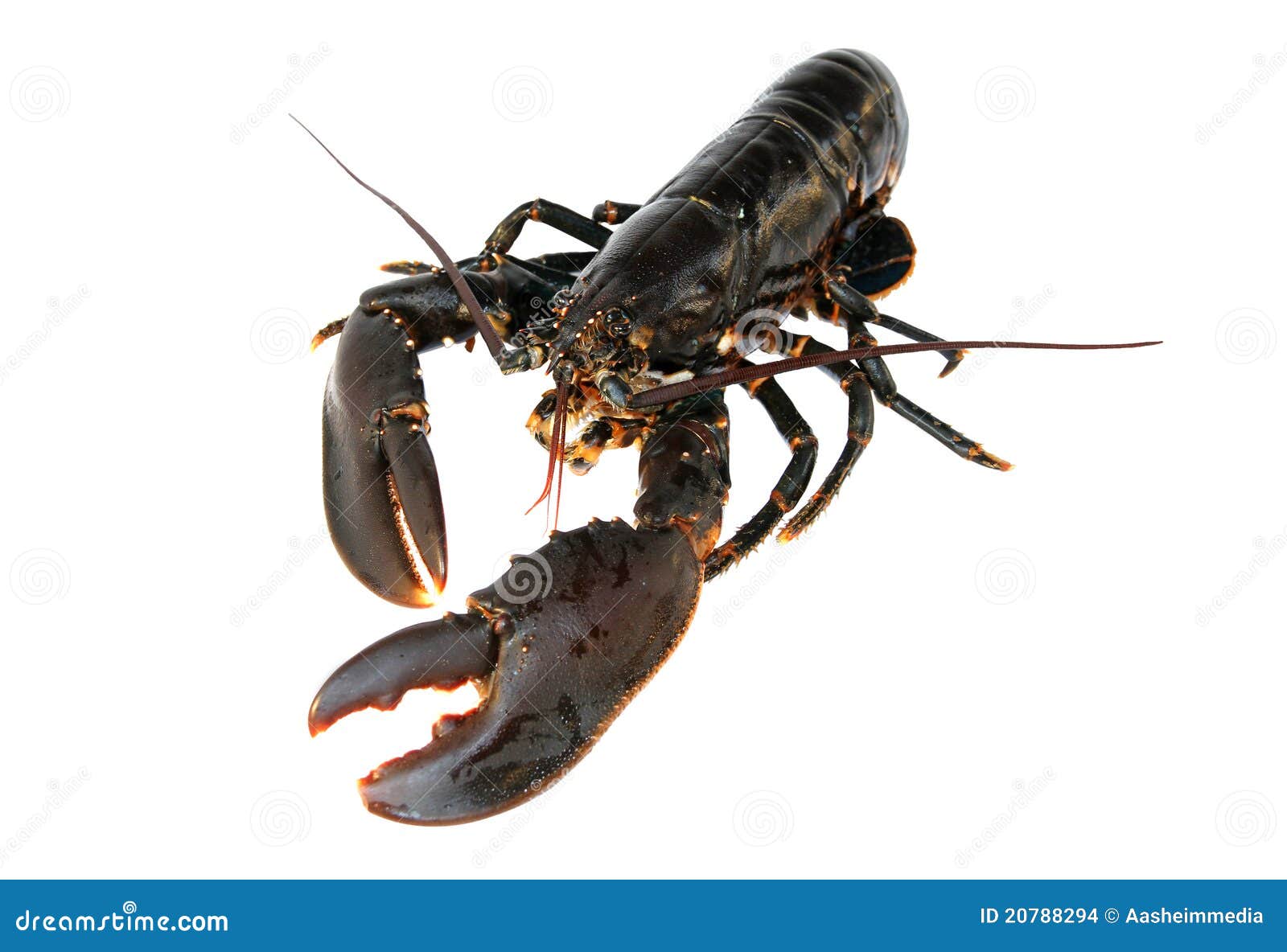 Unboiled lobster stock photo. Image of crustaceans, unboiled - 20788294
