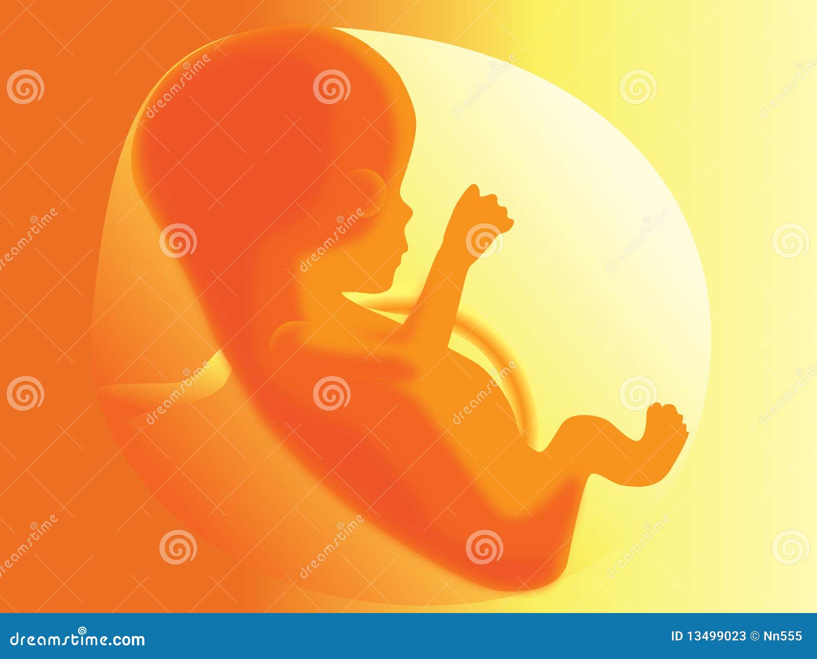 Unborn baby stock vector. Illustration of life, maternity - 13499023