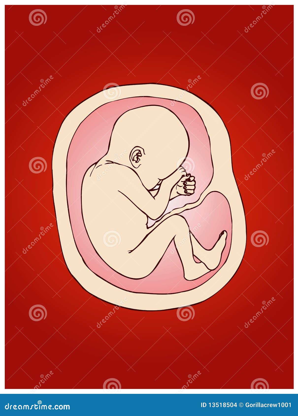 Unborn baby stock illustration. Illustration of maternity - 13518504