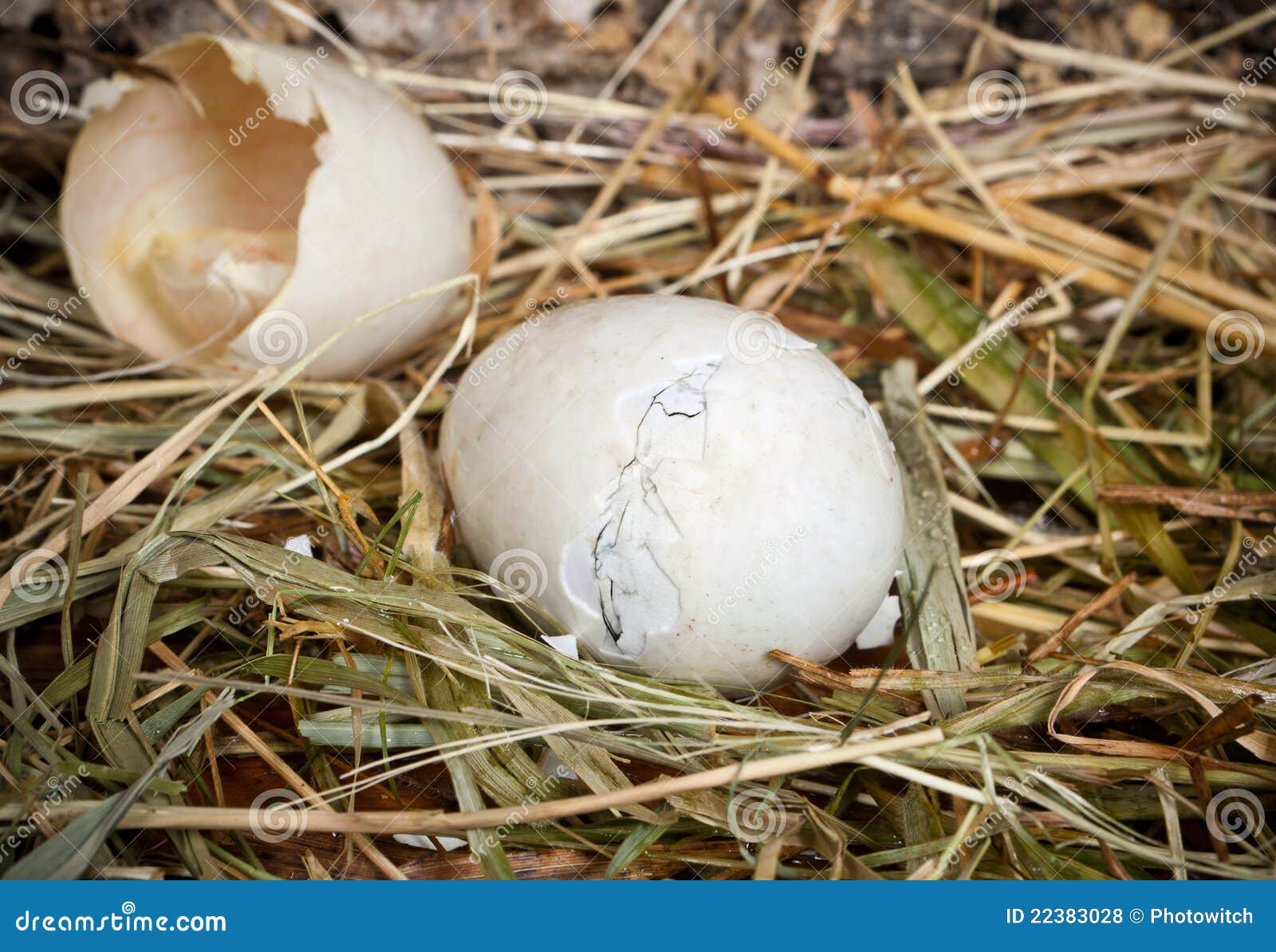 Unborn duck stock photo. Image of hatching, unborn, hatch - 22383028