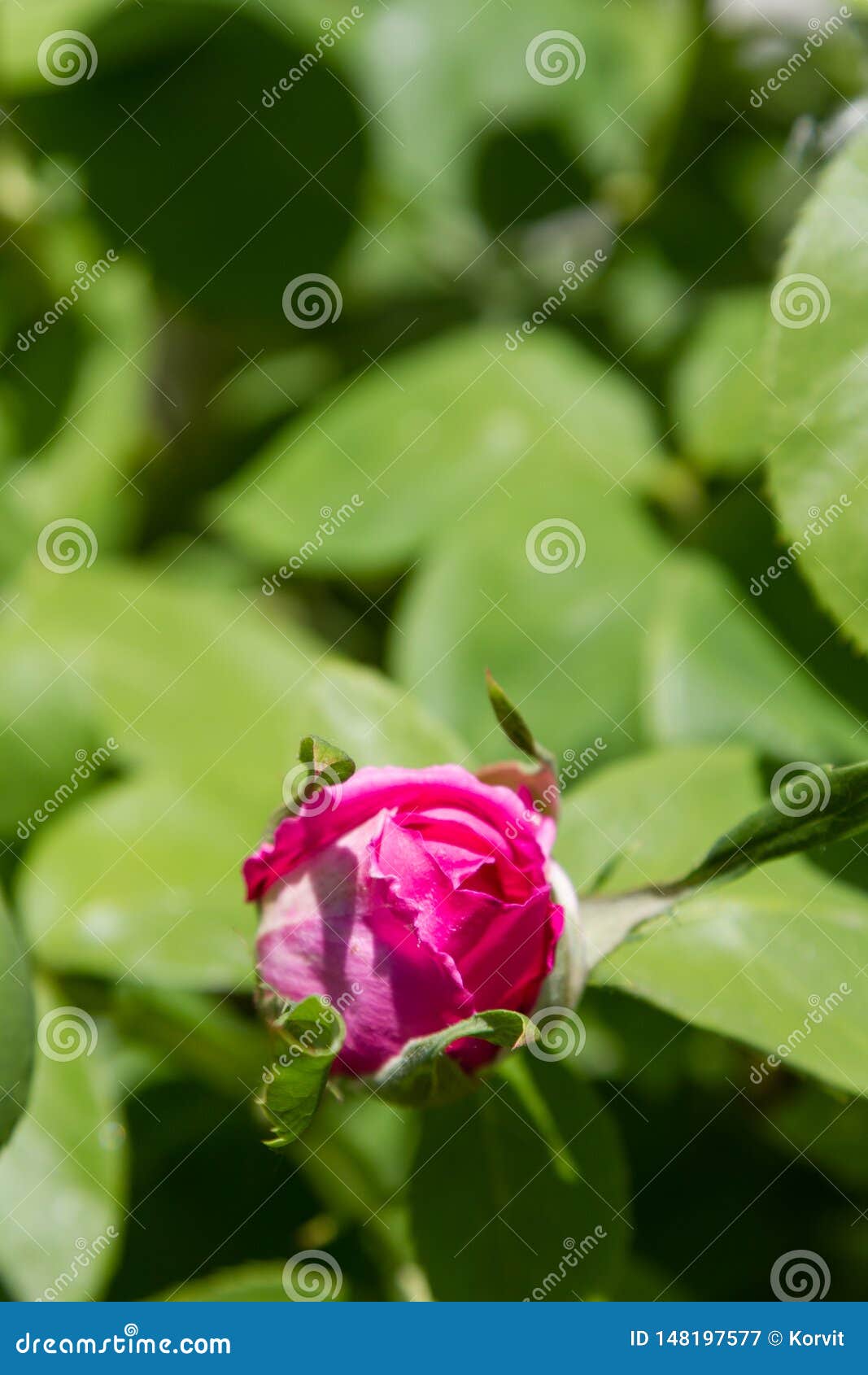 Unbroken rose bud stock image. Image of botanical, flower - 148197577