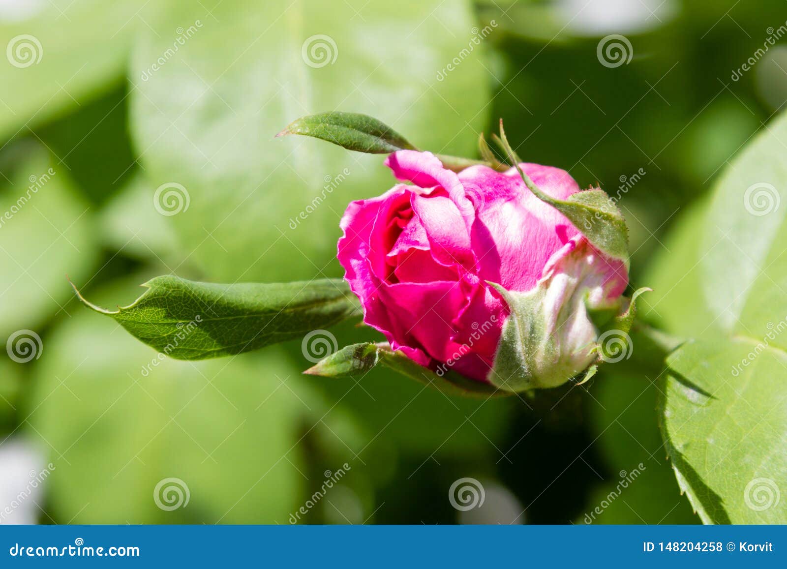 Unbroken rose bud stock photo. Image of gentle, background - 148204258