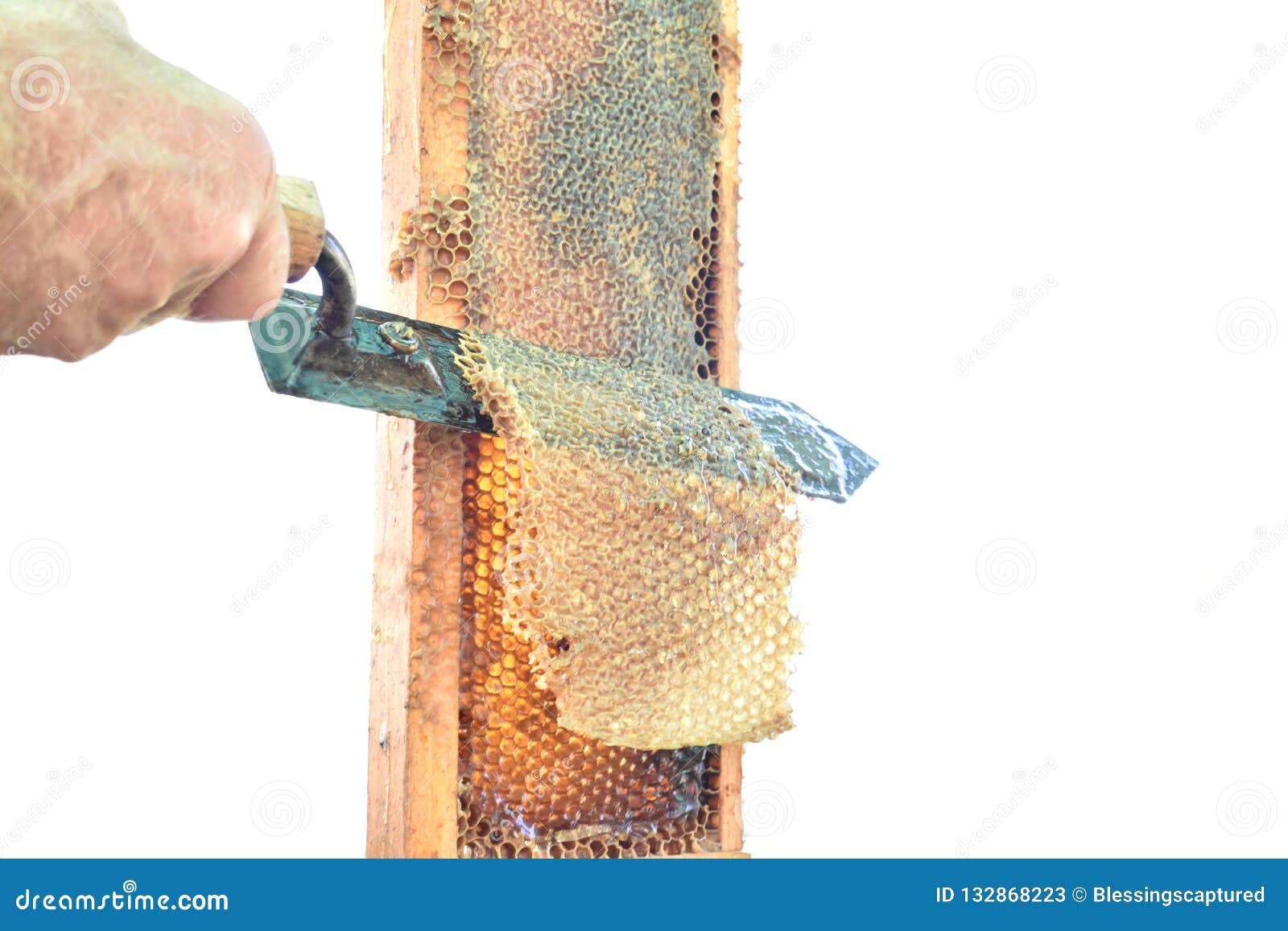 Uncapping Honey Comb by Hand on Pure White Stock Image - Image of hold ...