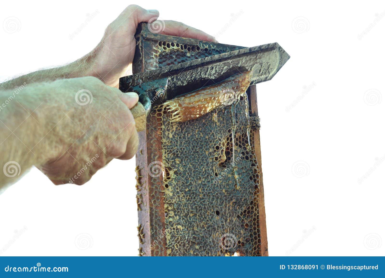 Uncapping Honey Comb by Hand on Pure White Stock Image - Image of hands ...