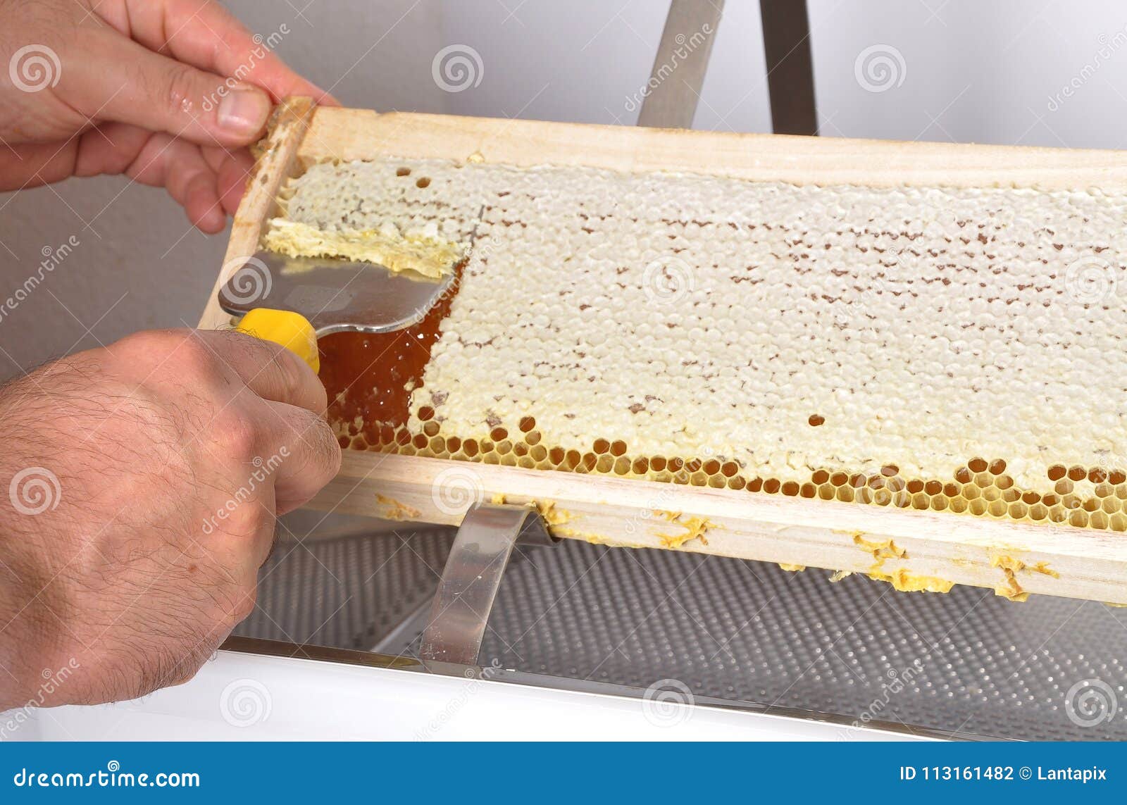 Uncapping of Honeycomb at Plastic Tub Stock Photo - Image of comb, tool ...