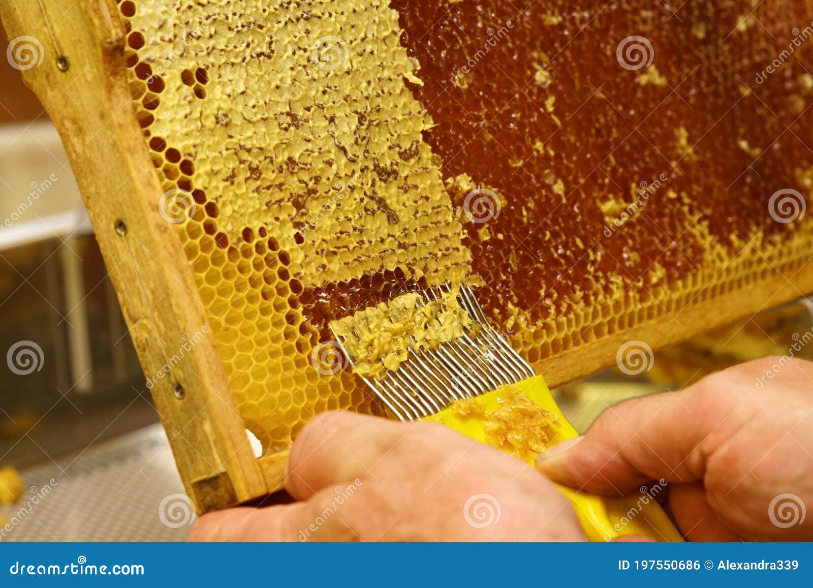 Uncapping of Honeycombs - a Visit To the Beekeeper Stock Photo - Image ...