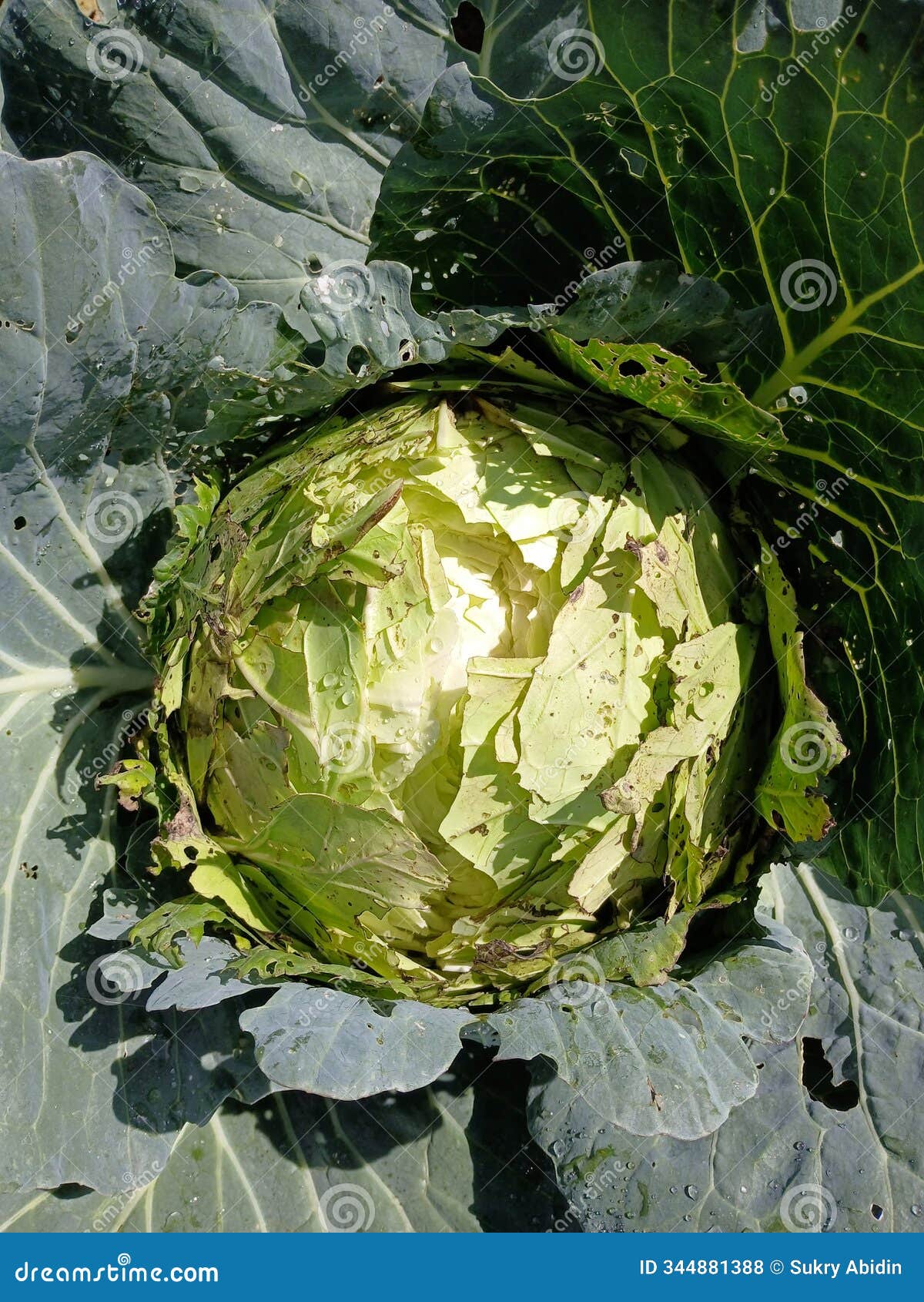 Uncared for or Too Old Causes the Cabbage Fruit To Crack Stock Photo ...