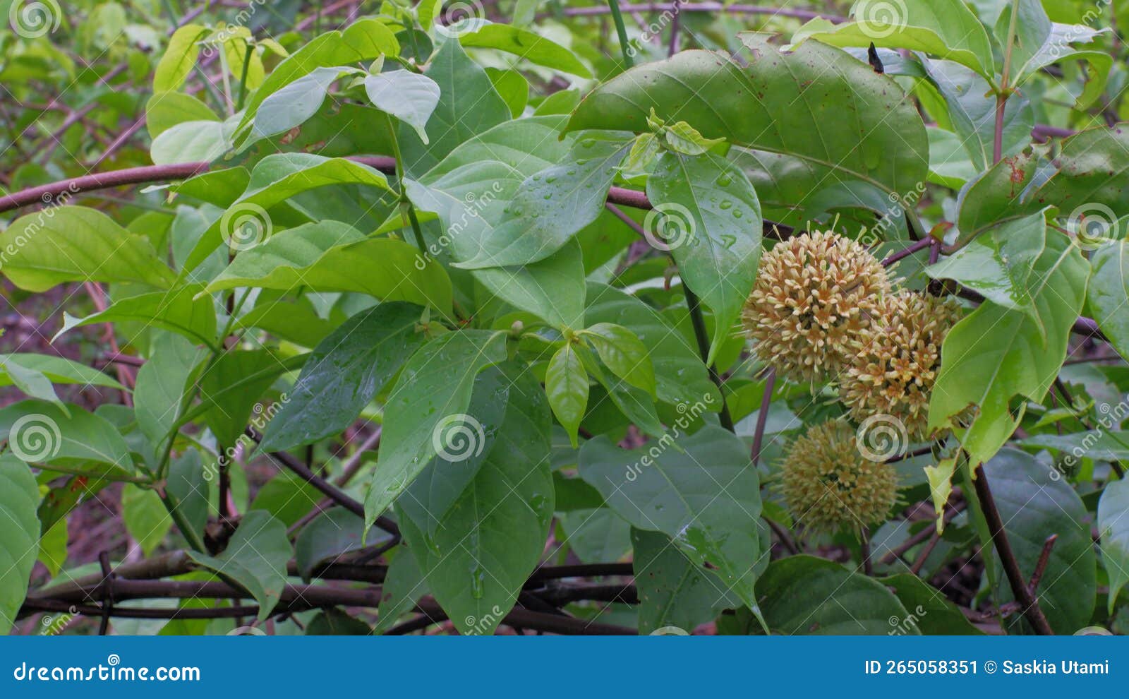 Uncaria Rhynchophylla Plant Stock Photos - Free & Royalty-Free Stock ...