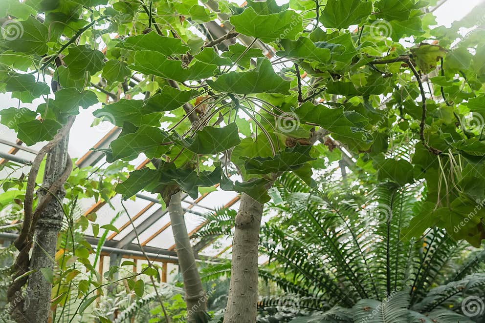 Uncarina grandidieri tree stock image. Image of juicy - 281261667