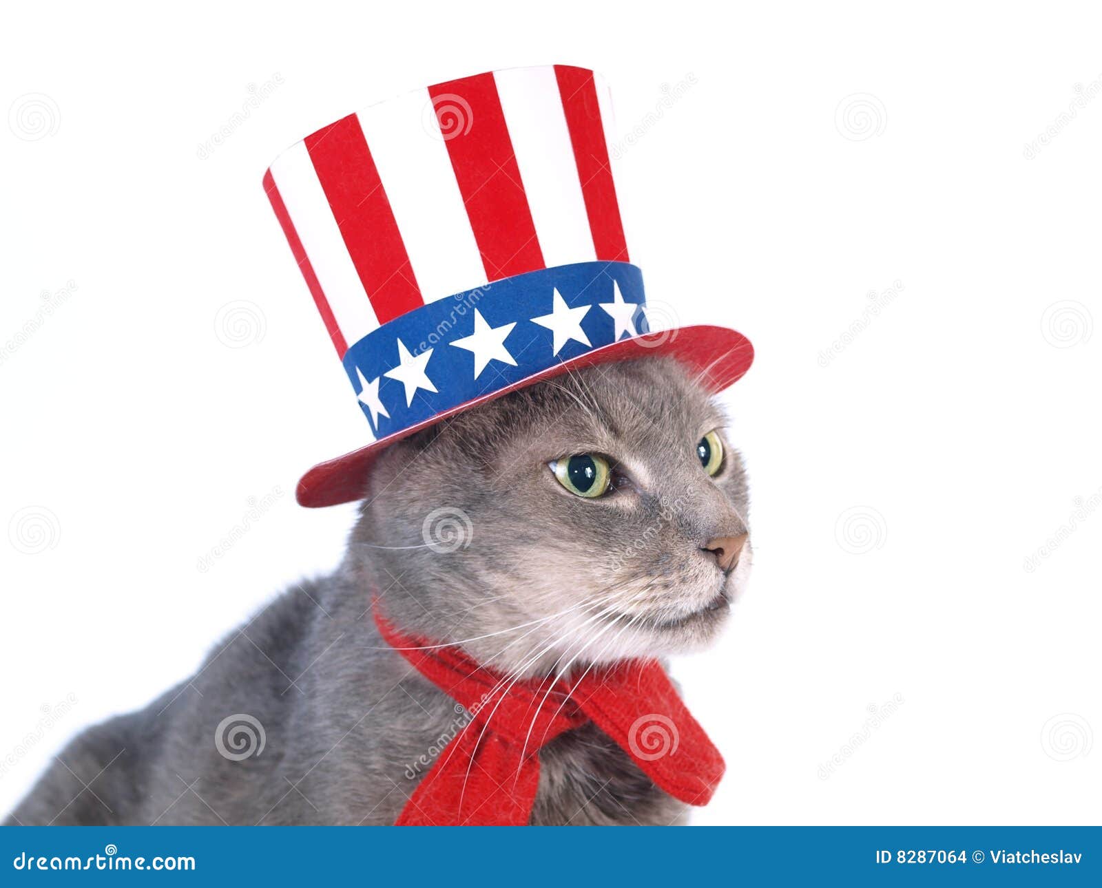 Uncle Sam cat stock photo. Image of eyes, nose, striped - 8287064