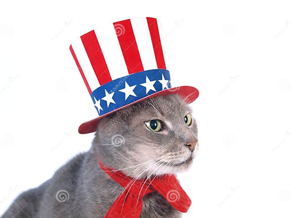 Uncle Sam cat stock photo. Image of eyes, nose, striped - 8287064