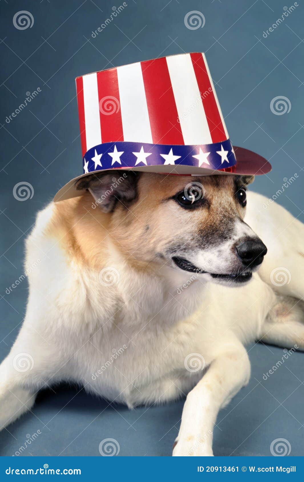 Uncle Sam Dog. stock image. Image of mammal, enjoying - 20913461