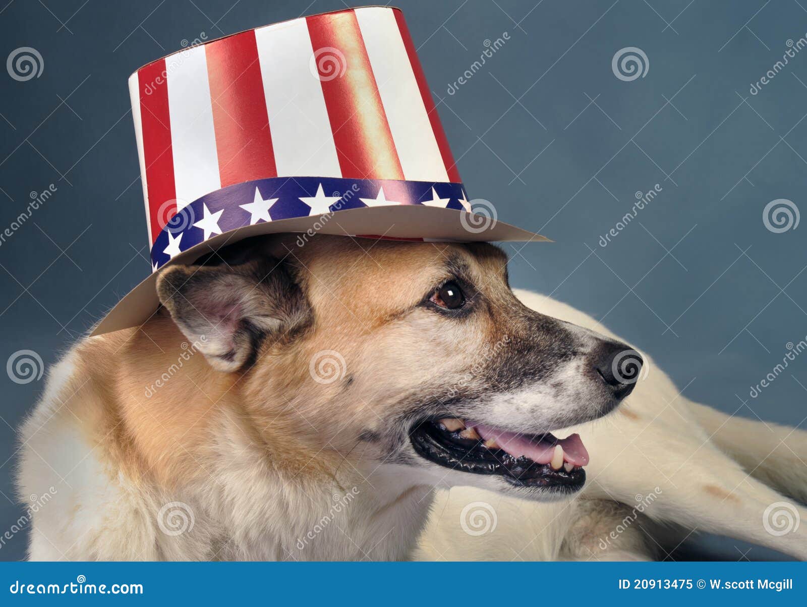 Uncle Sam Dog. stock image. Image of shepard, face, domestic - 20913475