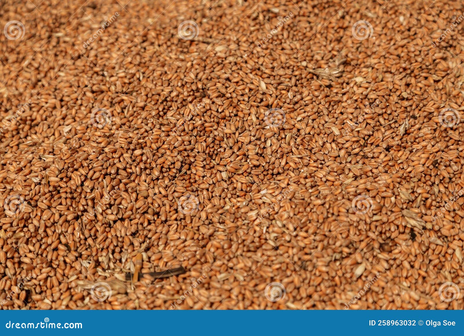 Uncleaned Unsorted Grain with Debris after Being Harvested by a Combine ...