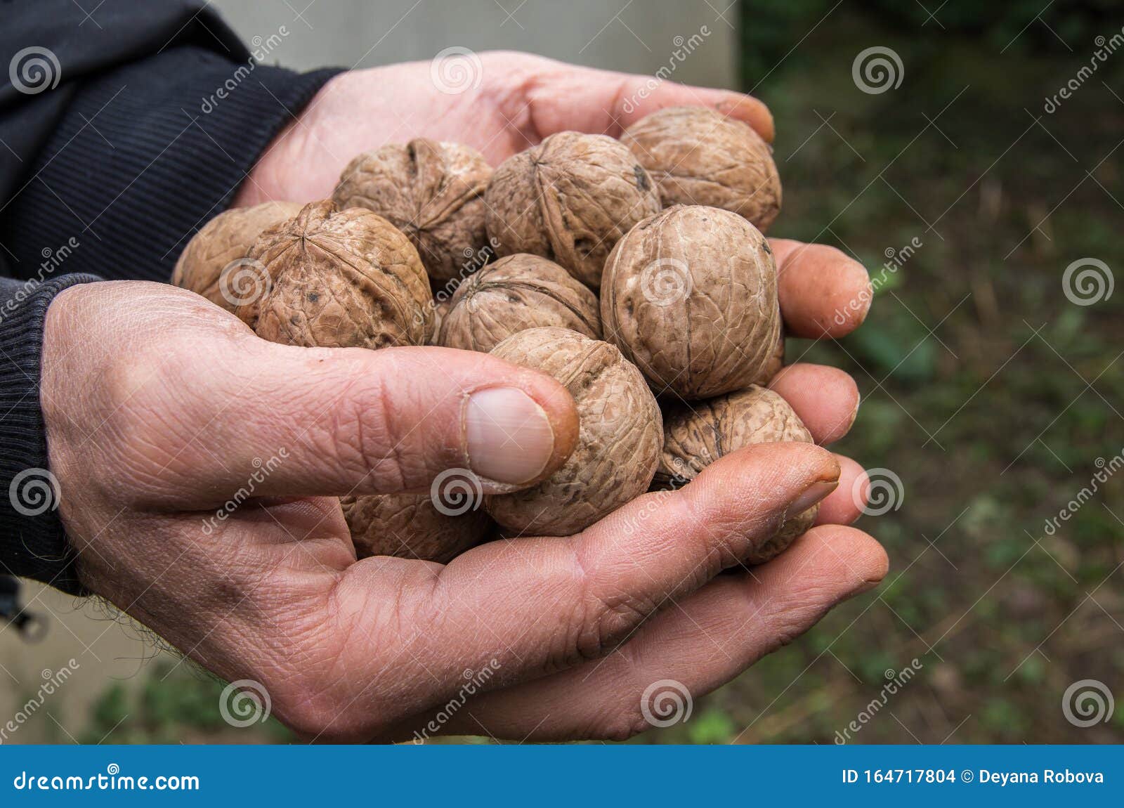 Uncleaned Walnuts in the Hands of a Farmer Stock Photo - Image of ...