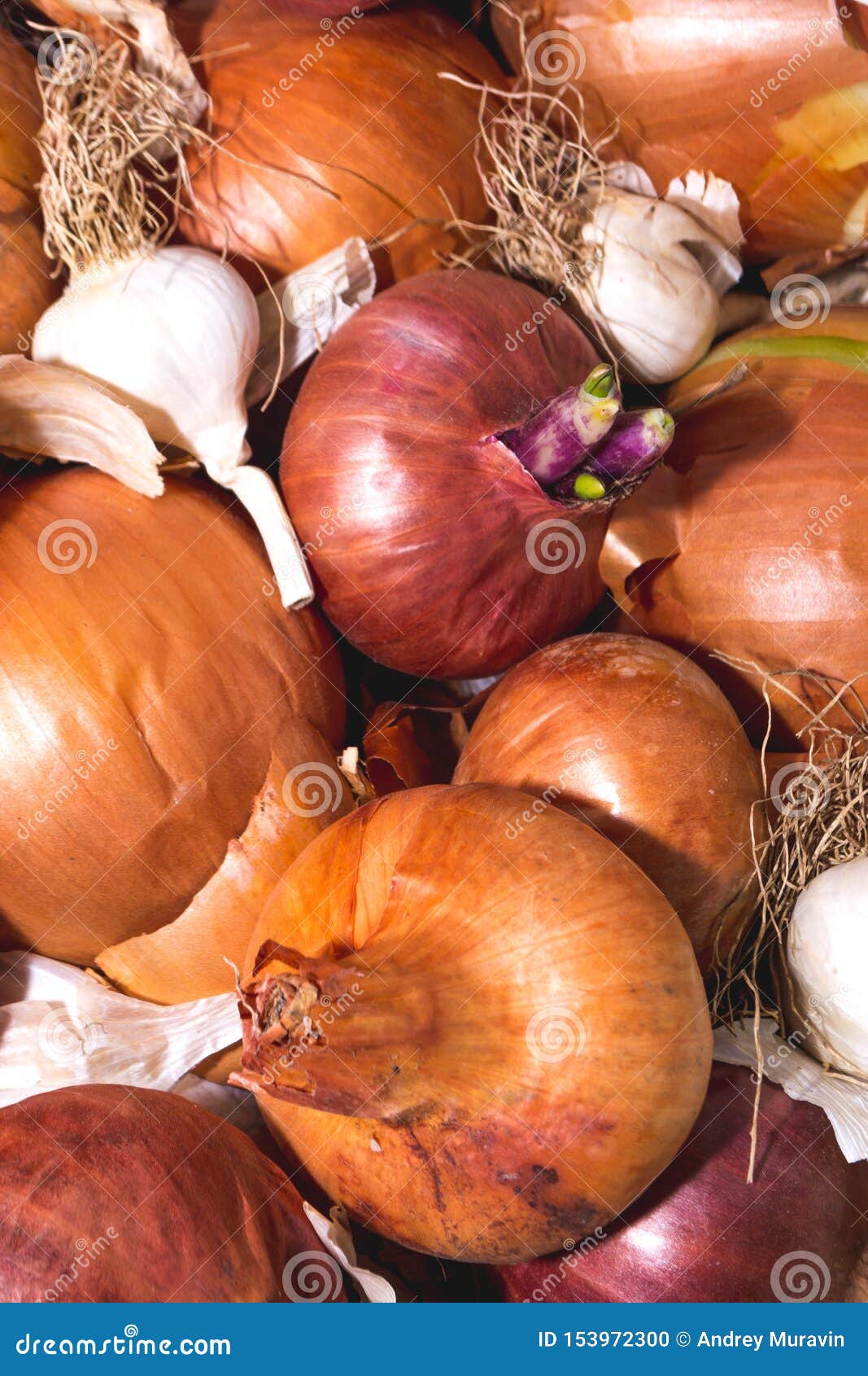 Uncleaned onions stock photo. Image of onion, food, mold - 153972300