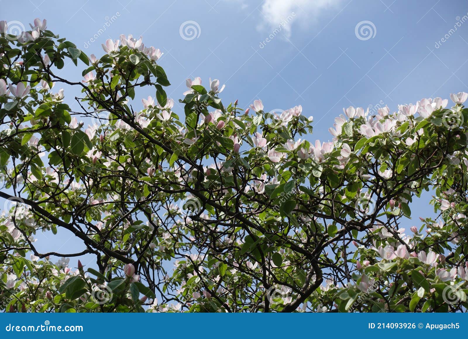 Unclouded Blue Sky and Blossoming Quince in May Stock Photo - Image of ...