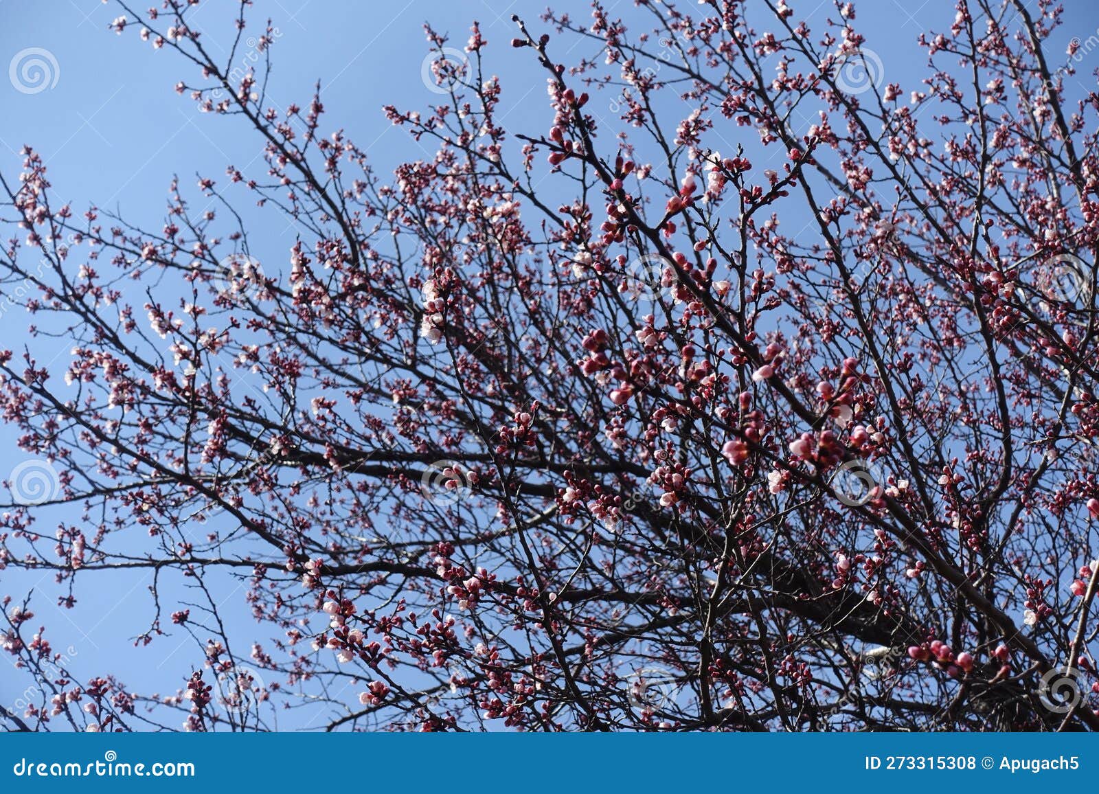 Unclouded Blue Sky and Branches of Apricot Tree with Closed Flower Buds ...