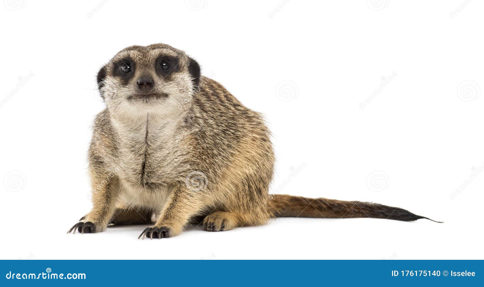 Uncomfortable Suricate Sitting, Isolated Stock Photo - Image of ...
