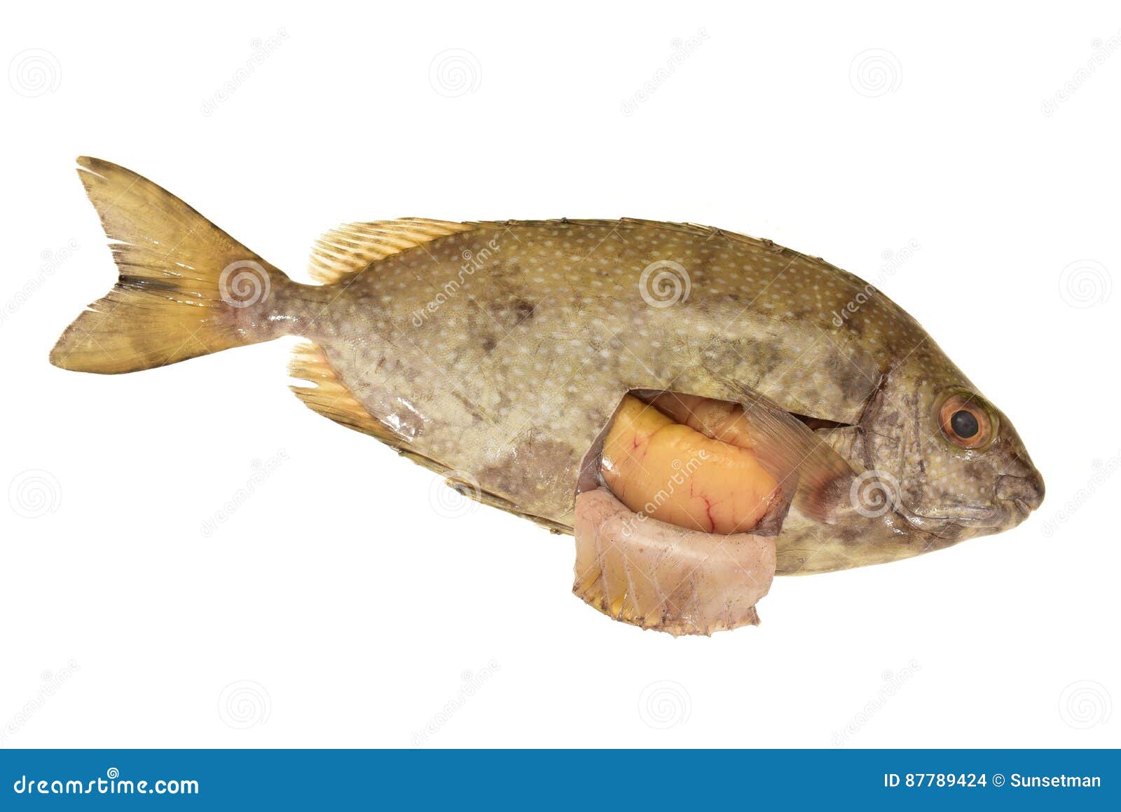 A Fish Laden with Thick Roe Stock Photo - Image of flavor, delicacy ...
