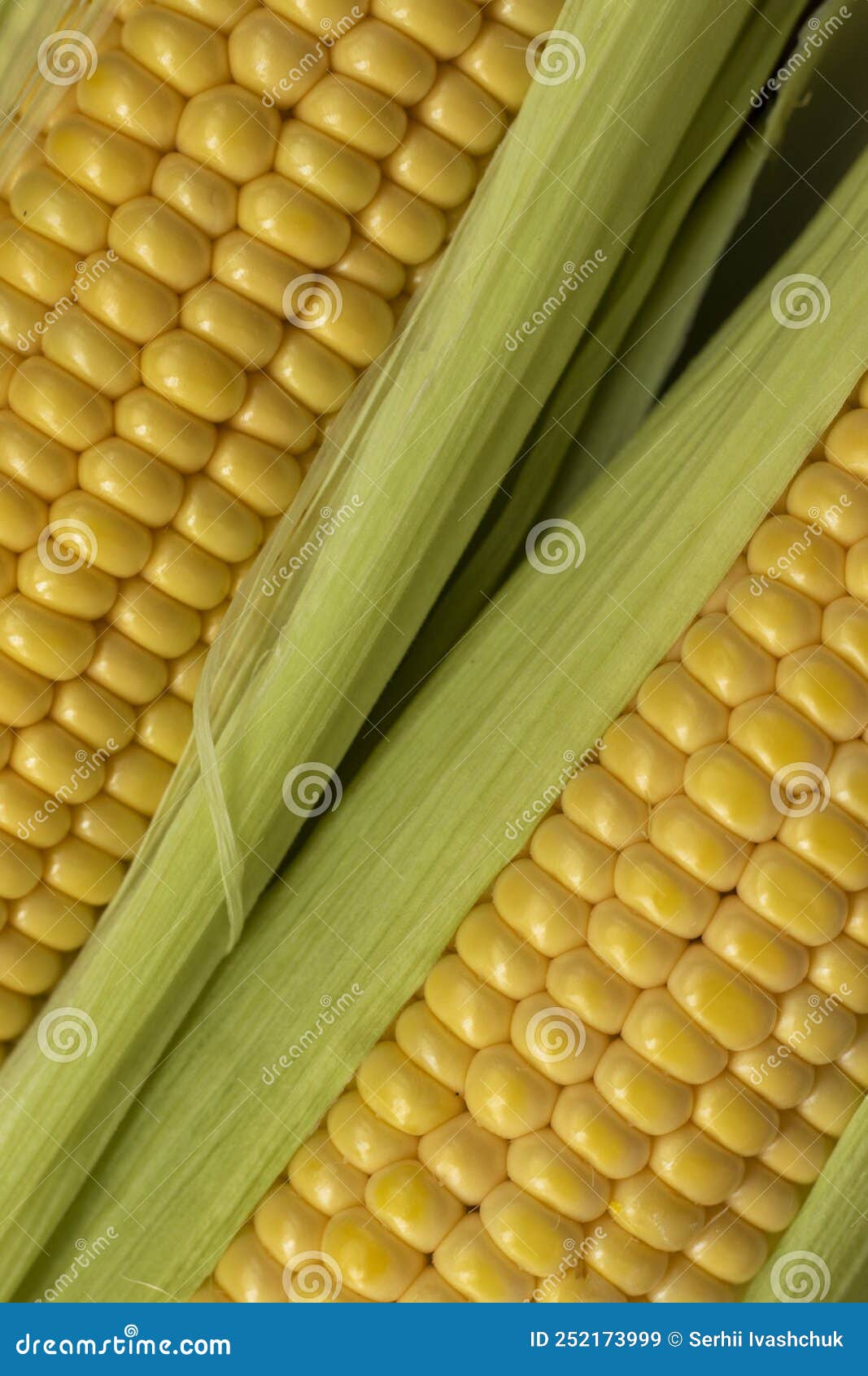 Uncooked corn cobs. stock image. Image of vegetarian - 252173999