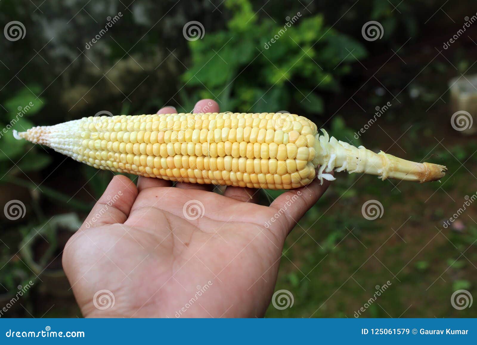 Uncooked Corn on Hand stock image. Image of look, handle - 125061579
