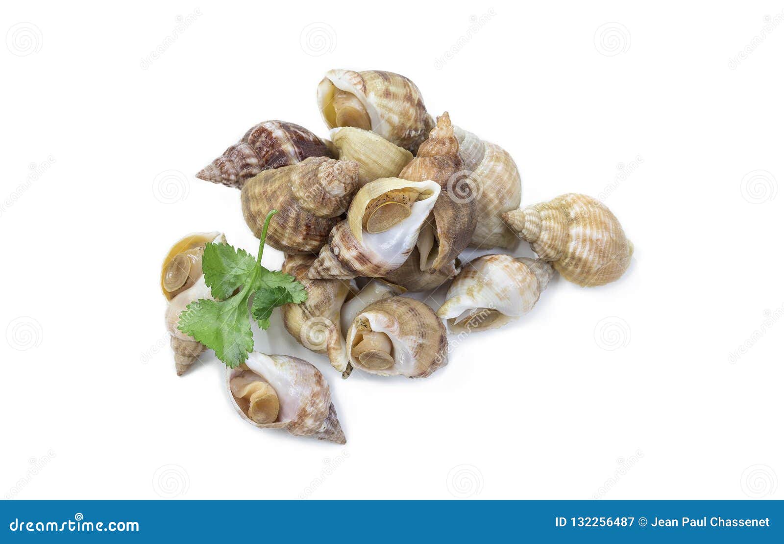Uncooked Fresh Common Whelks Or Sea Snails Isolated On A White Studio ...