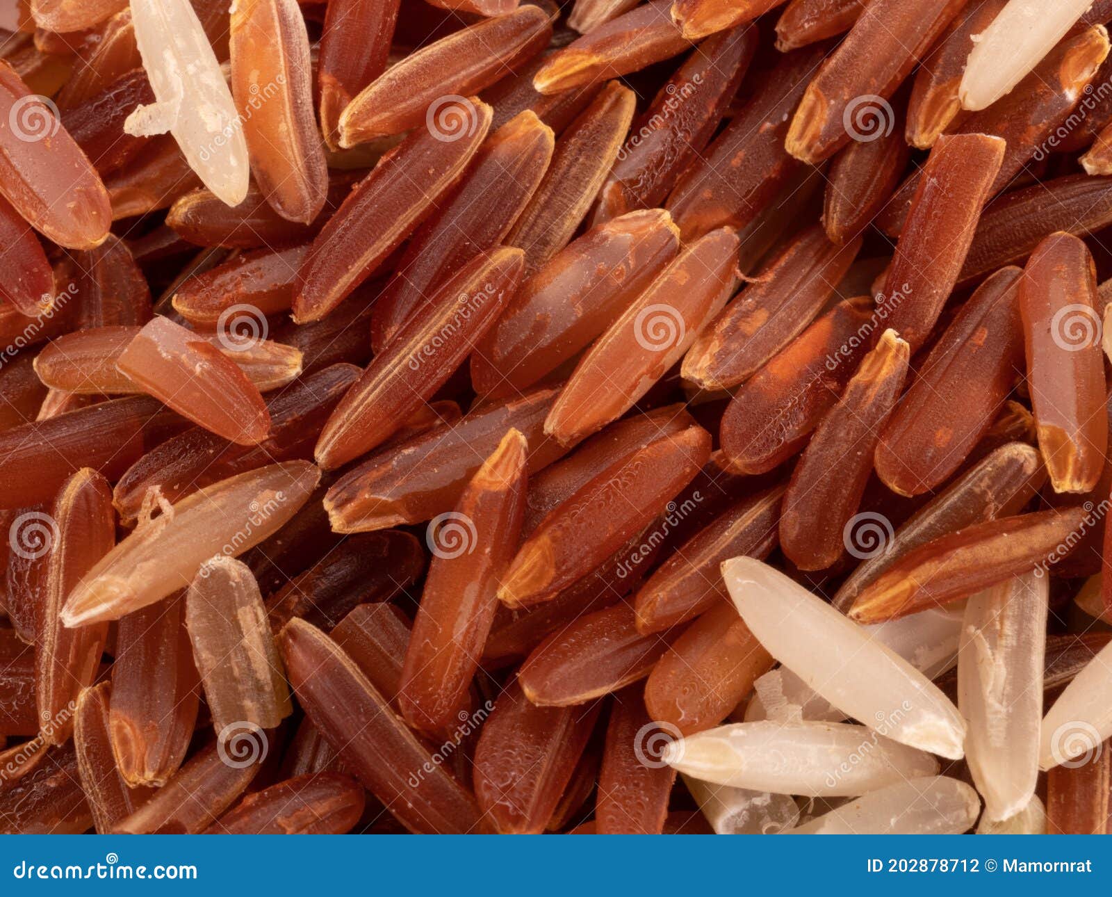 Uncooked Germinated Brown Rice in Closeup Stock Photo - Image of ...