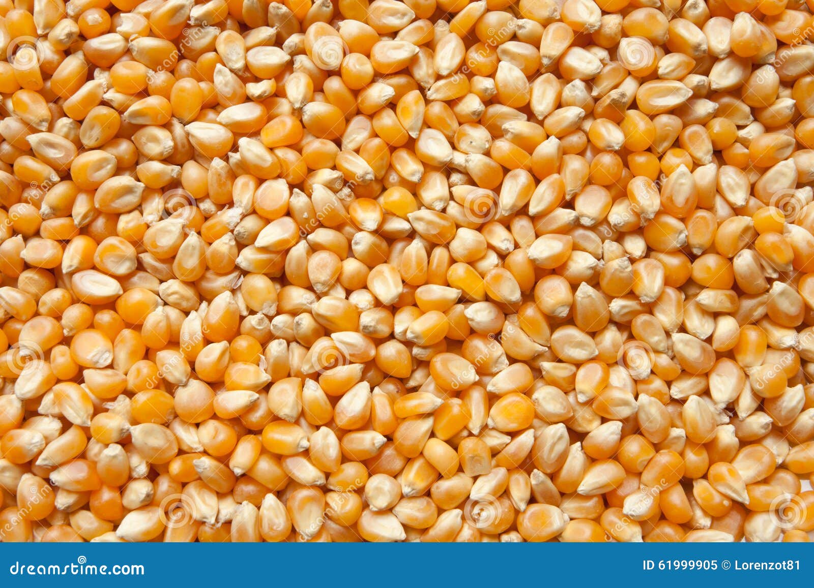 Uncooked Pop Corn As Texture Stock Image - Image of biological, orange ...