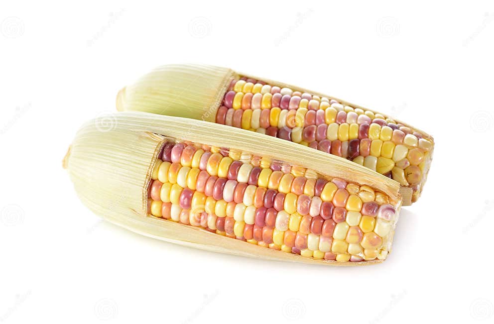 Uncooked Rainbow Corn with Shell on White Background Stock Image ...