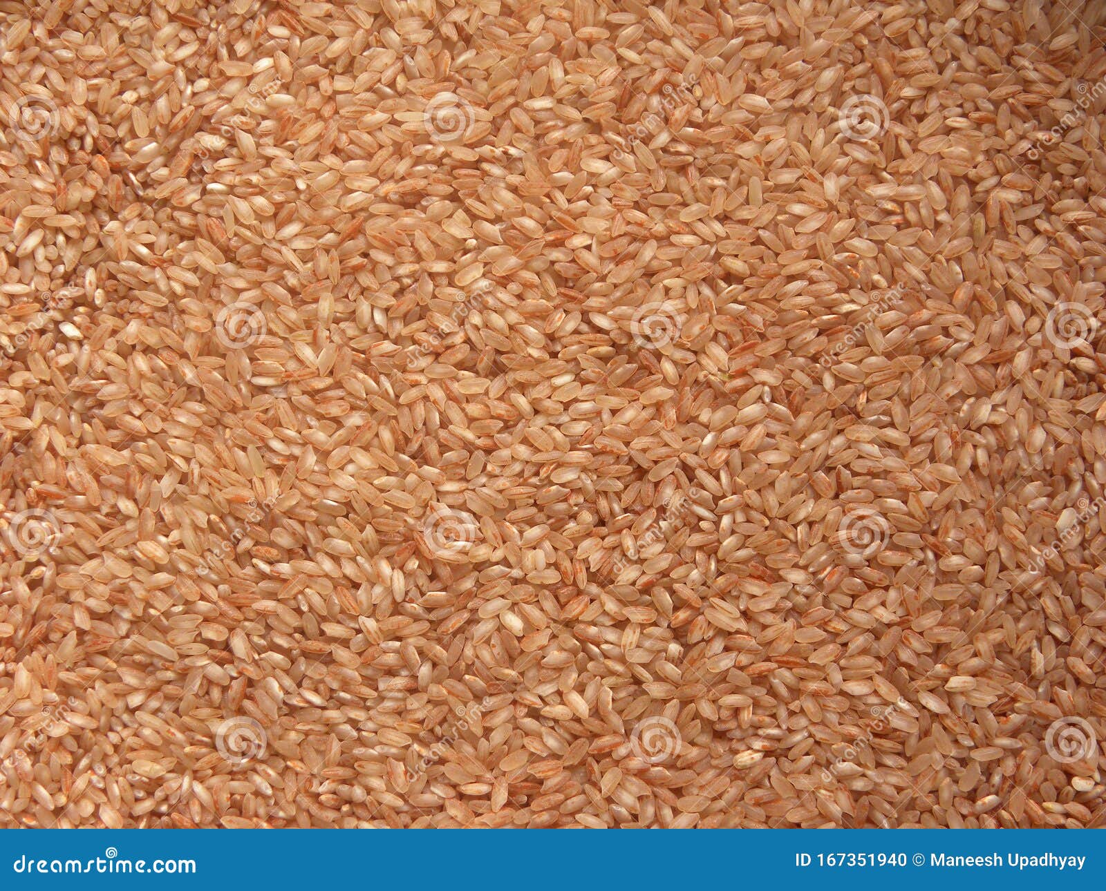 Uncooked red color rice stock photo. Image of healthy - 167351940