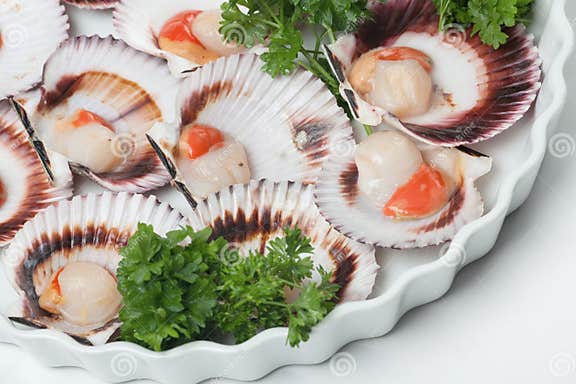Uncooked scallops stock photo. Image of nourishing, ingredient - 11500124