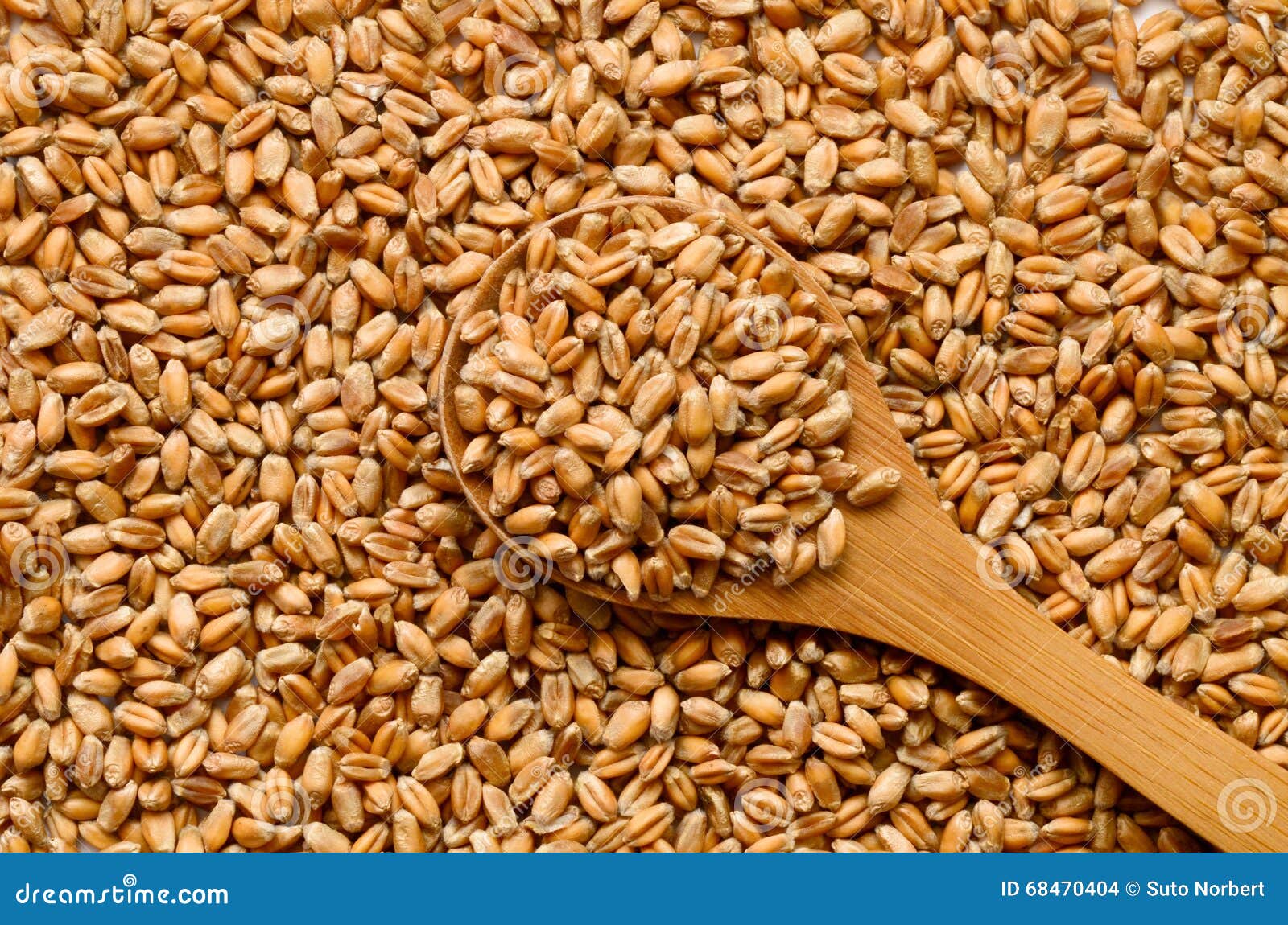 Uncooked wheat grain stock photo. Image of crop, summer - 68470404